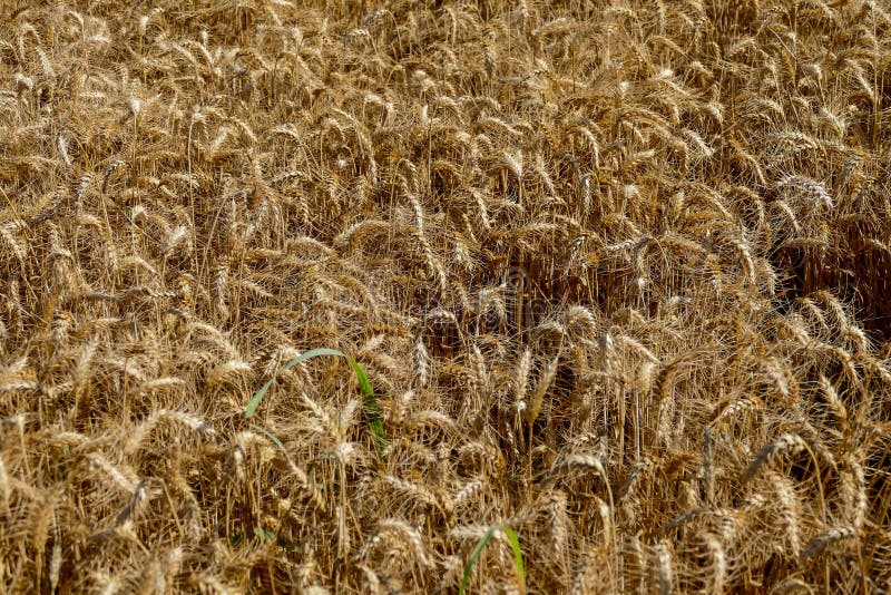 Harvest of Wheat Texture of Wheat Stock Photo - Image of gold ...