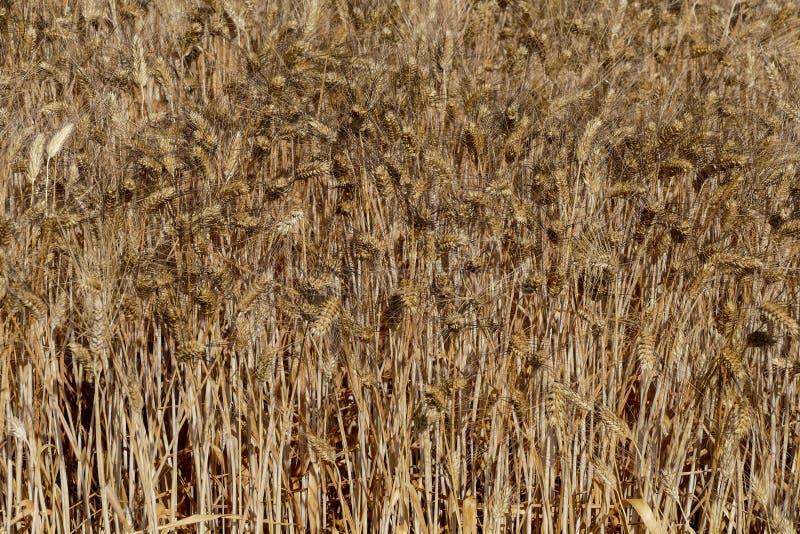 Harvest of Wheat Texture of Wheat Stock Image - Image of country ...
