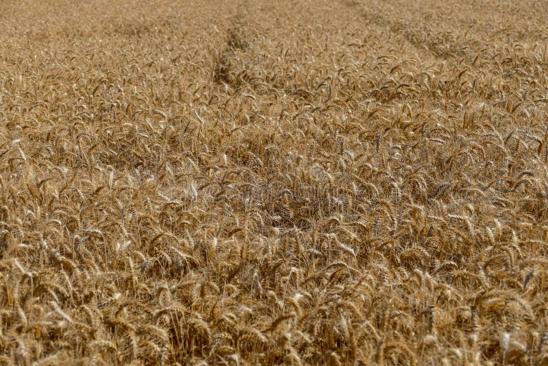 Harvest of Wheat Texture of Wheat Stock Image - Image of straw, field ...