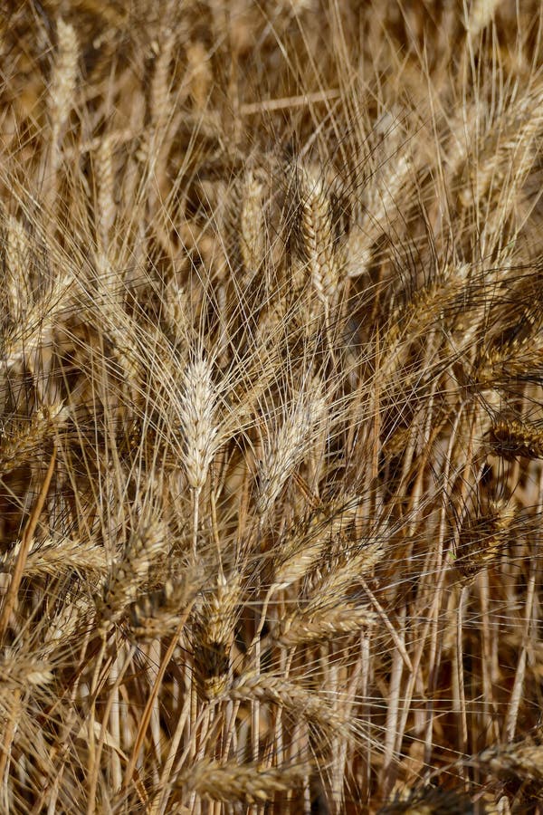 Harvest of Wheat Texture of Wheat Stock Photo - Image of farming ...
