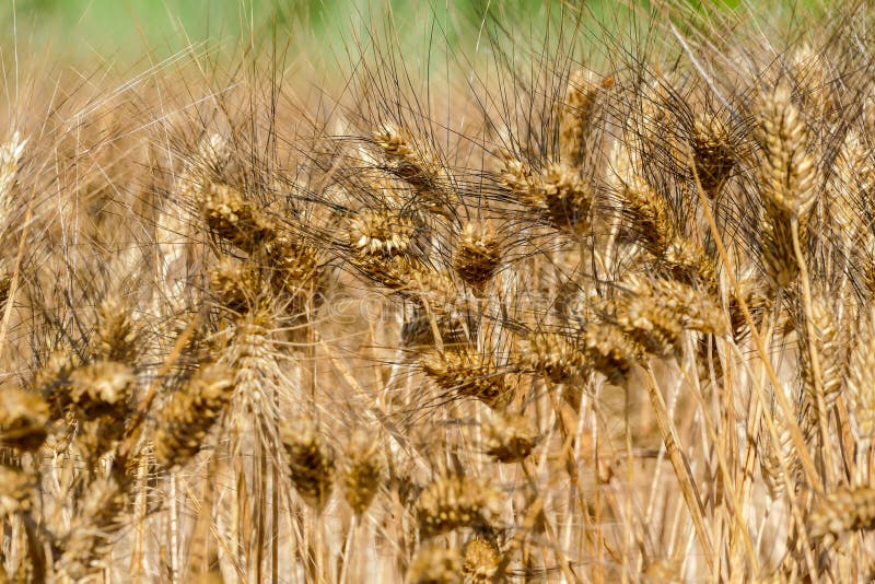 Harvest of Wheat Texture of Wheat Stock Image - Image of agriculture ...