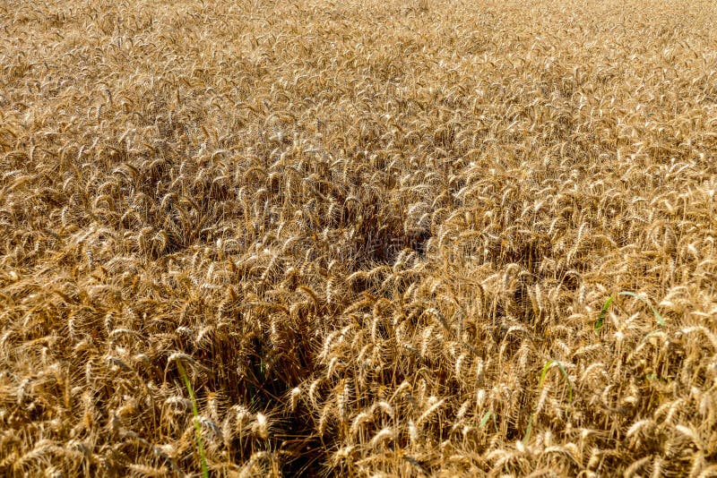 Harvest of Wheat Texture of Wheat Stock Image - Image of country ...