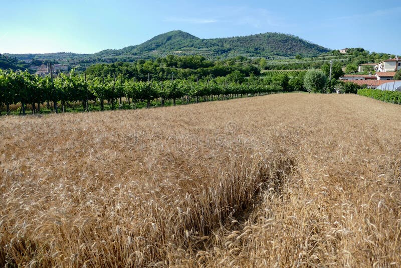 Harvest of Wheat Texture of Wheat Stock Photo - Image of textured ...