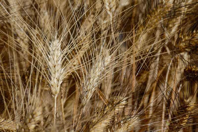Harvest of Wheat Texture of Wheat Stock Image - Image of plant, pattern ...