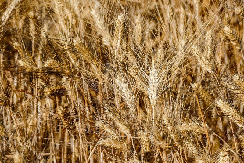 Harvest of Wheat Texture of Wheat Stock Image - Image of agriculture ...