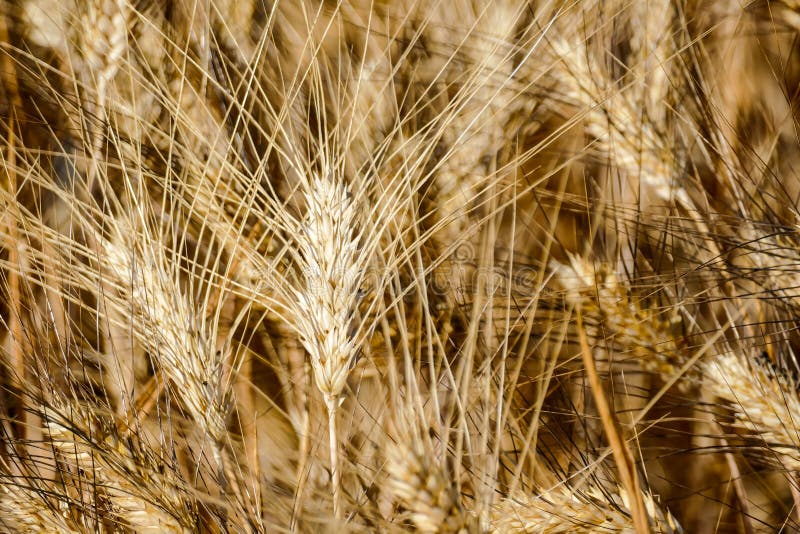 Harvest of Wheat Texture of Wheat Stock Photo - Image of pattern ...