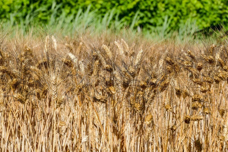 Harvest of Wheat Texture of Wheat Stock Photo - Image of countryside ...