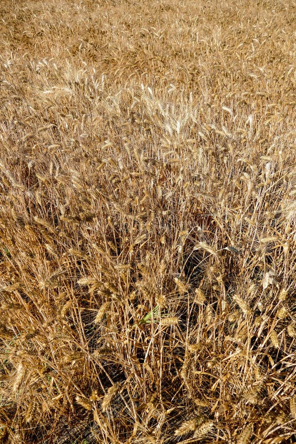Harvest of Wheat Texture of Wheat Stock Photo - Image of gold, textured ...