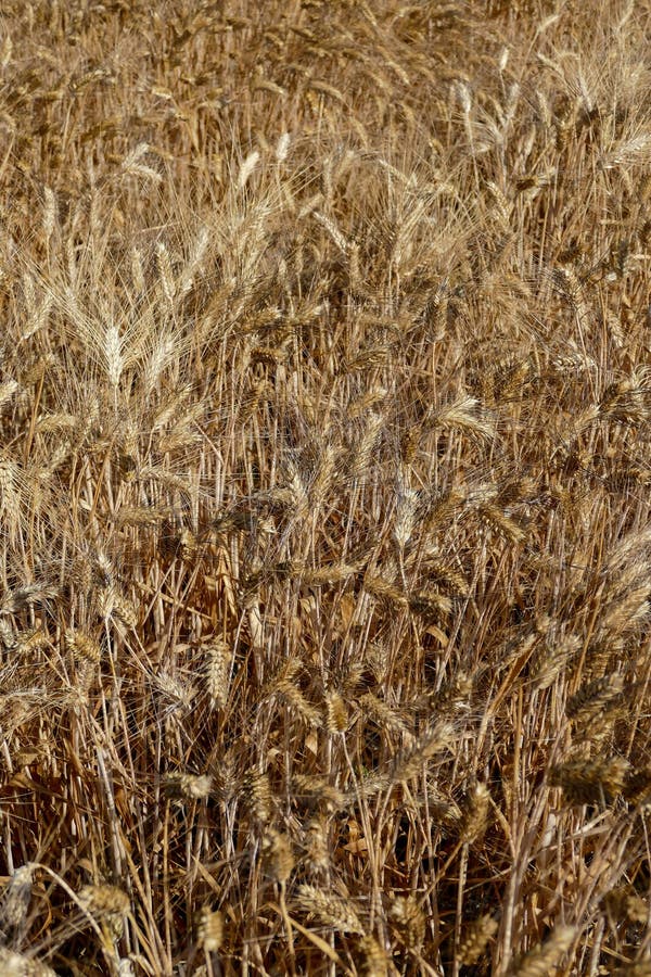 Harvest of Wheat Texture of Wheat Stock Image - Image of plant, farm ...