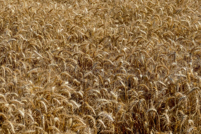 Harvest of Wheat Texture of Wheat Stock Photo - Image of season, summer ...