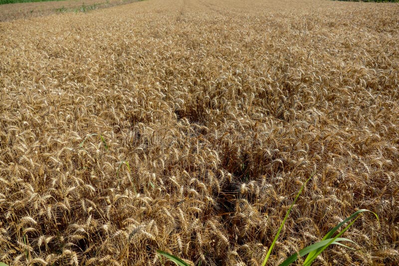 Harvest of Wheat Texture of Wheat Stock Photo - Image of summer ...