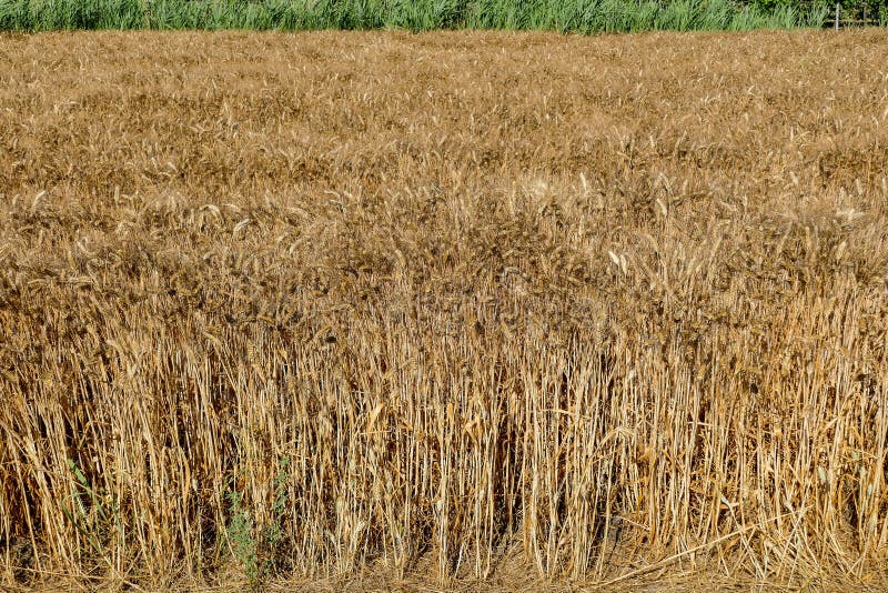 Harvest of Wheat Texture of Wheat Stock Photo - Image of background ...