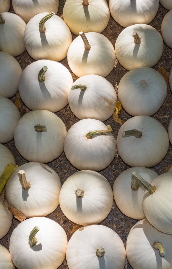 Harvest of White Winter Pumpkins Stored on Ground Stock Photo - Image ...