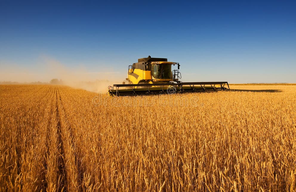 Harvest work stock photo. Image of crop, produce, golden - 2962958