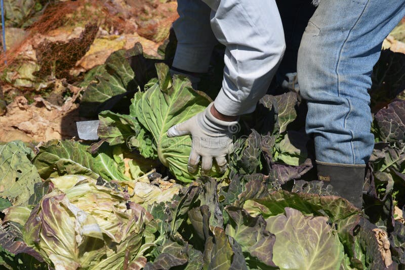 Harvest work of cabbage. stock photo. Image of agriculture - 173669898
