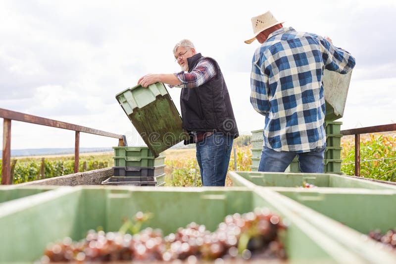 Harvest Workers Load Grapes into Harvest Boxes Stock Photo - Image of ...