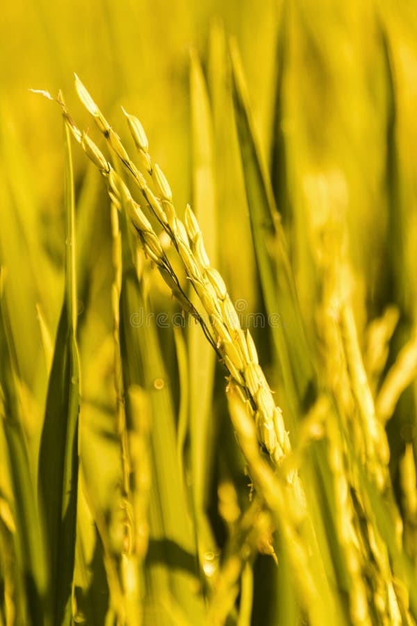 Harvest yellow paddy stock photo. Image of grass, gradient - 171937610