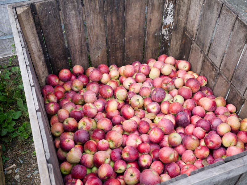 Harvested Apples stock image. Image of farm, agriculture - 21341365