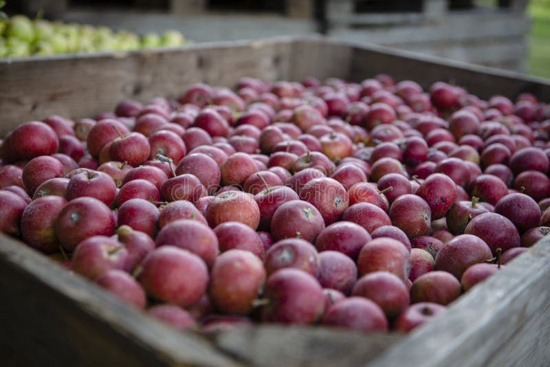 Harvested Apples stock image. Image of agriculture, europe - 182462295