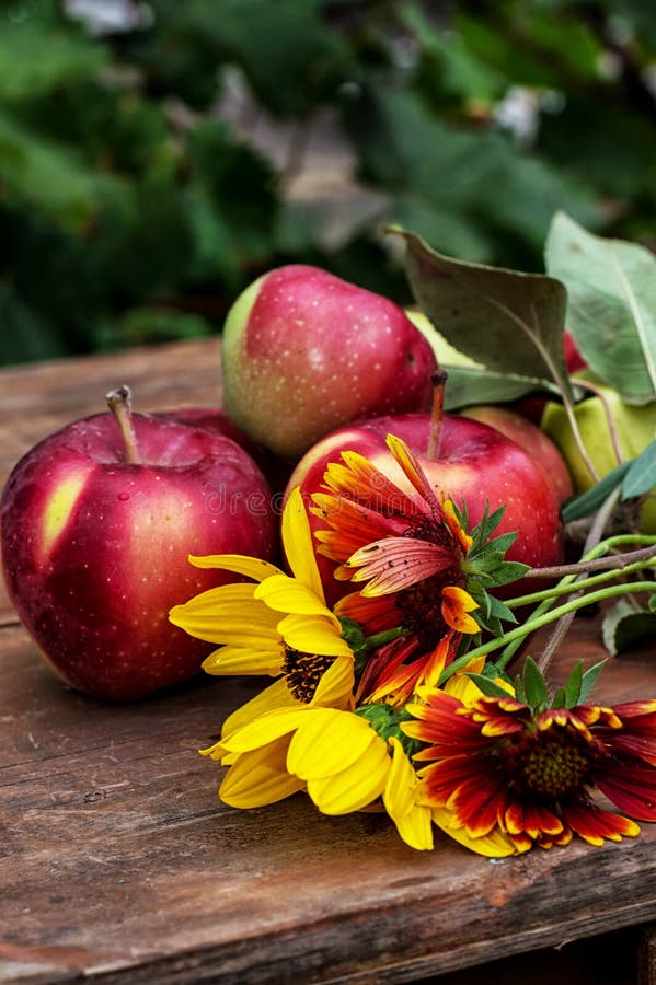Harvested apples stock photo. Image of variety, ripe - 44534518