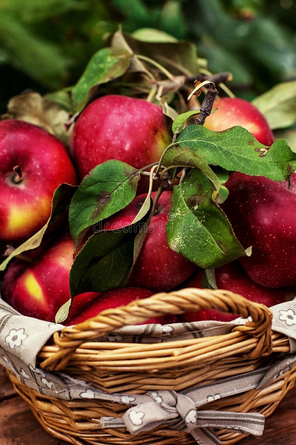 Harvested apples stock photo. Image of autumn, nature - 44534568