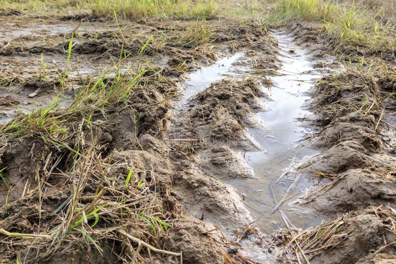 Harvested area rice farm stock image. Image of background - 94563745