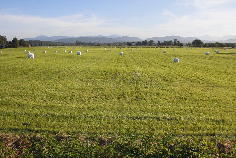 Harvested and Baled Grass stock image. Image of food - 72731799