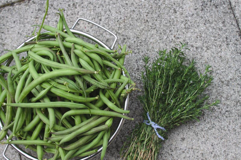 Harvested Beans and Savory on Stone Floor Stock Image - Image of ...