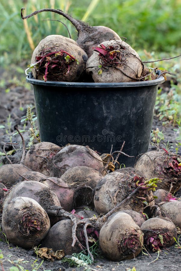 Harvested Beets Against the Background of the Bucket Stock Image ...
