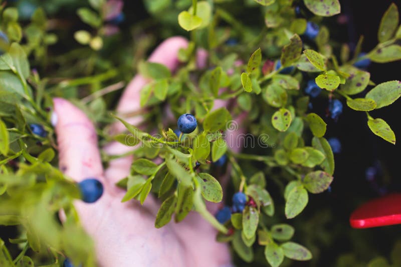 Harvested Berries Process Of Collecting Harvesting And Picking