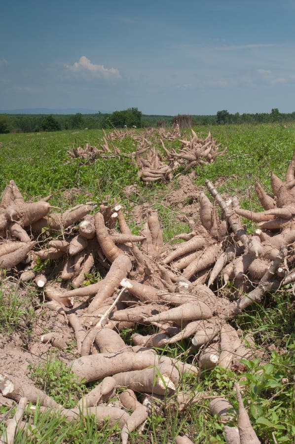 Harvested cassava root stock photo. Image of biofuel - 18989664