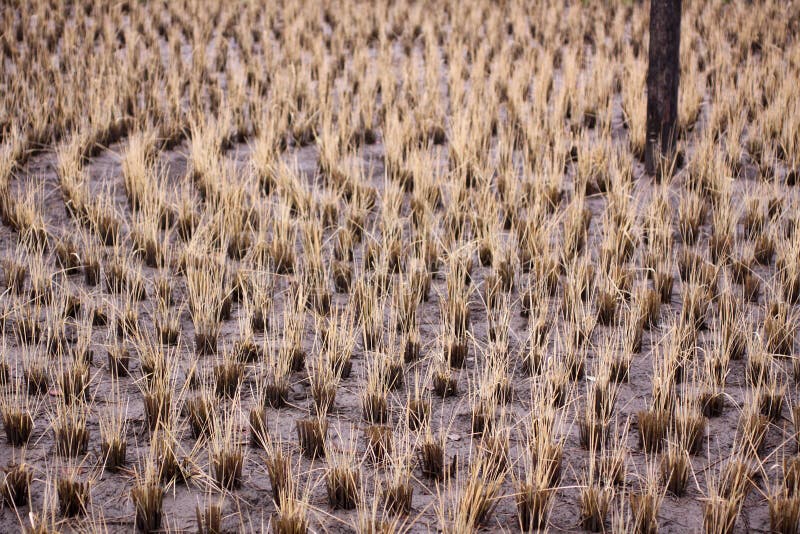 Harvested Circular Rice Patty in Japan Stock Photo - Image of harvest ...