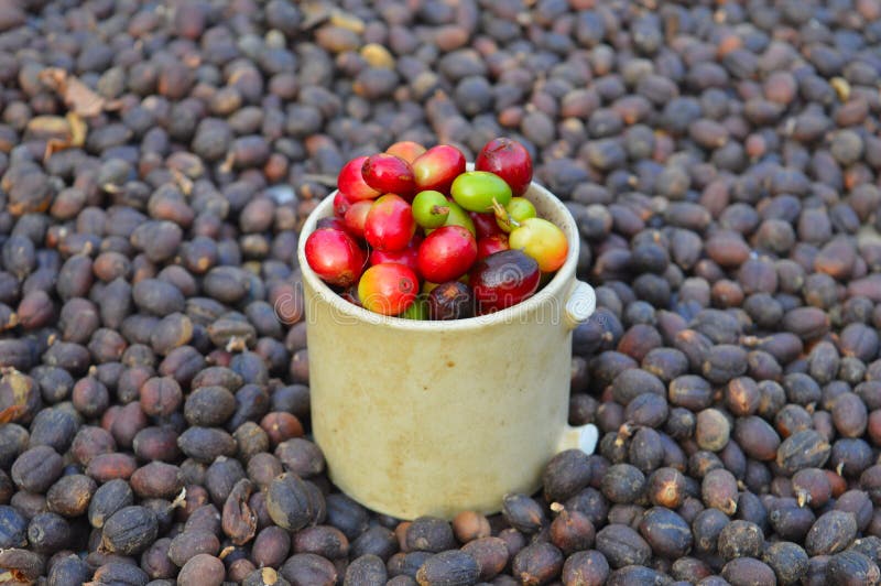 Harvested Coffee Berries Being Dried Stock Photo - Image of caffeine ...