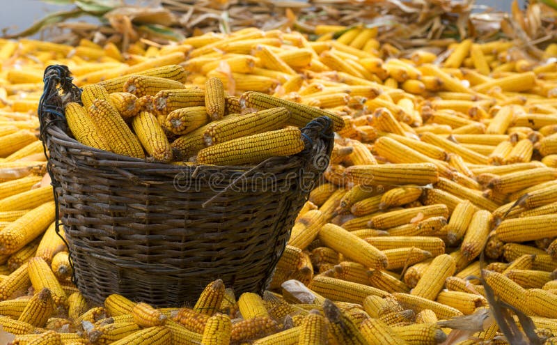 Harvested Corn in a Basket and Many Around Stock Image - Image of ...