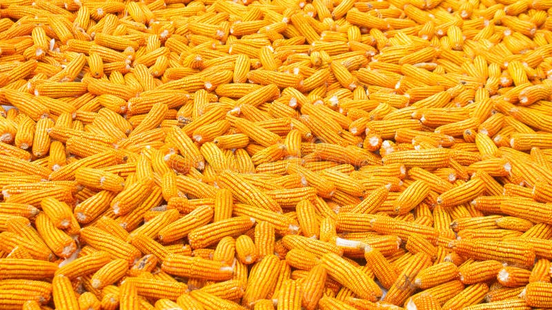 Harvested Corn Cobs Ready for Processing Stock Photo - Image of heap ...