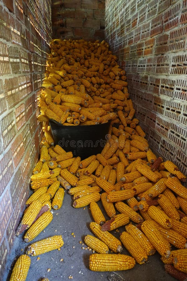 Harvested Corn Cobs Stored in Brick Corner Stock Photo - Image of ...