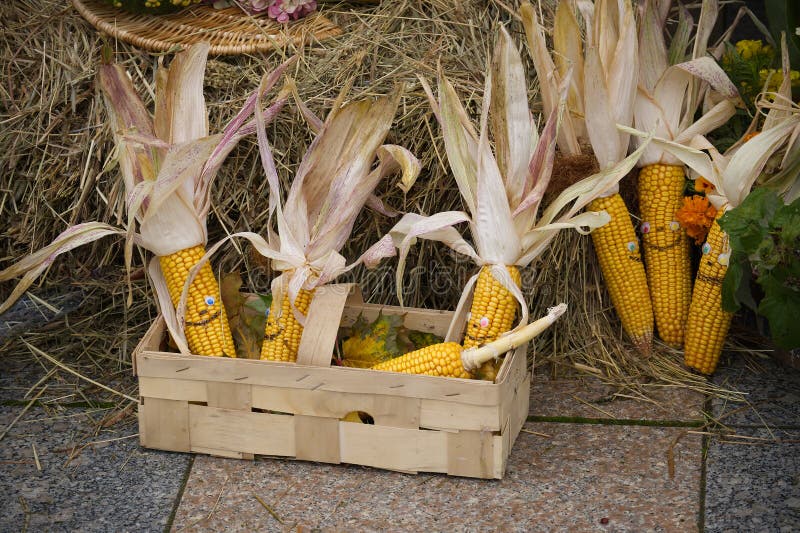 Harvested Corn Cobs in a Wooden Crate on a Hay Bale Stock Photo - Image ...