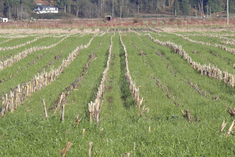 Harvested Corn Crop stock image. Image of dormant, bountiful - 27822757