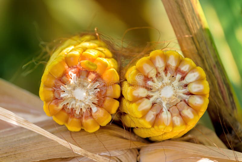Ear of corn cross section stock photo. Image of harvest - 58962660