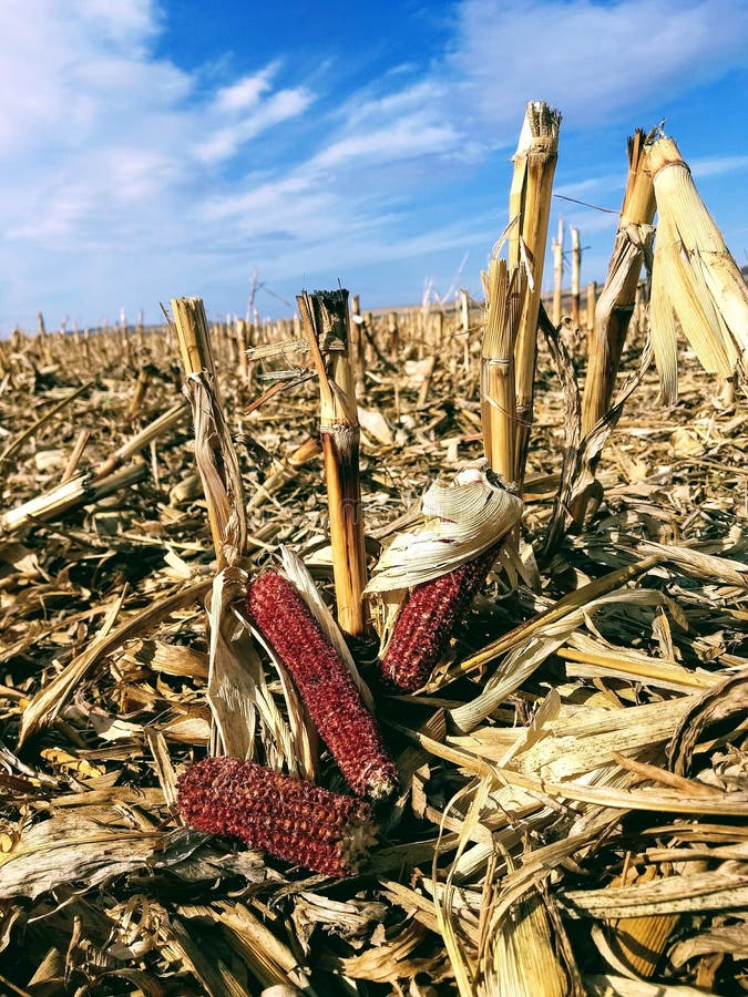 Harvested corn field stock image. Image of harvested - 130225361