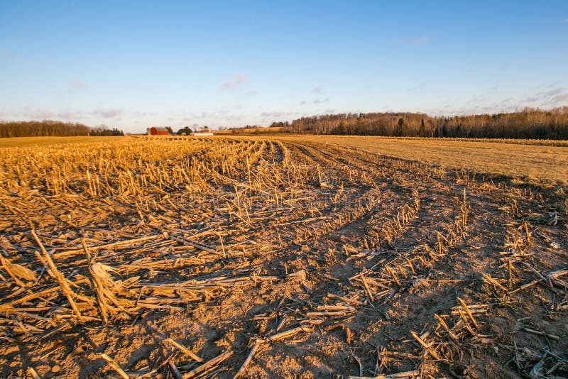 Harvested Corn Field with Farm in the Background in Central Wisconsin ...