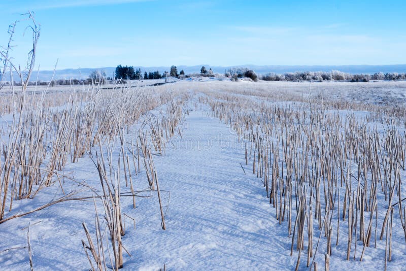 Harvested Corn Field Under Snow Stock Photo - Image of snowy, earth ...