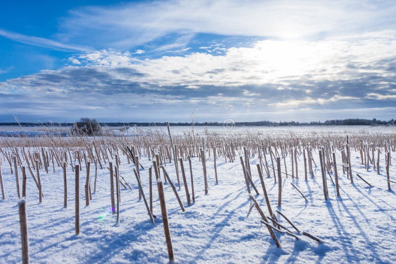 Harvested Corn Field Under Snow Stock Image - Image of frosty, tree ...