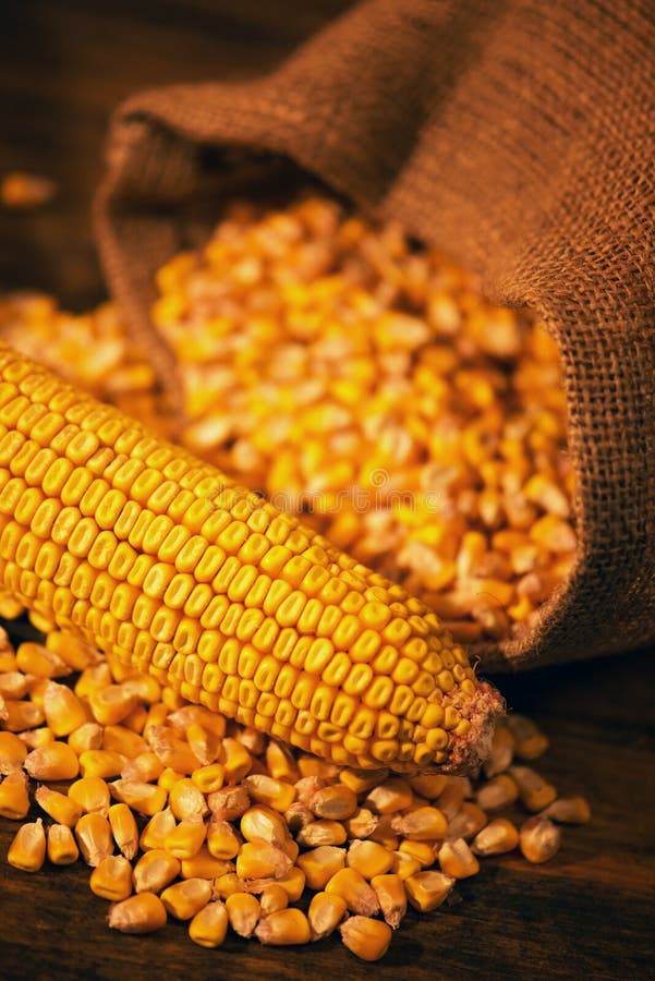 Harvested Corn Maize Cob And Grains Stock Photo - Image of seed ...