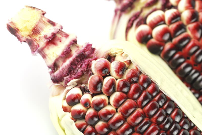 Harvested Corn in Red and Purple Stock Photo - Image of holiday ...