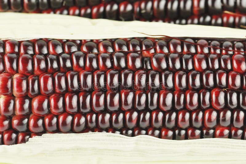 Harvested Corn in Red and Purple Stock Image - Image of decoration ...
