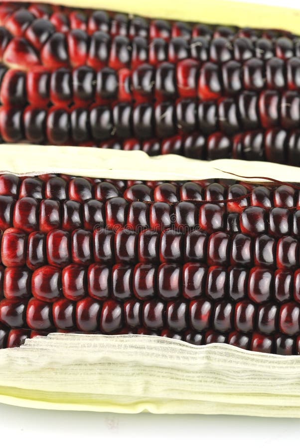 Harvested Corn in Red and Purple Stock Image - Image of market, festive ...