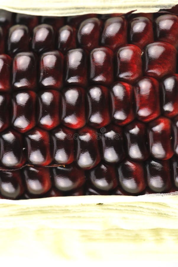 Harvested Corn in Red and Purple Stock Image - Image of crop, october ...