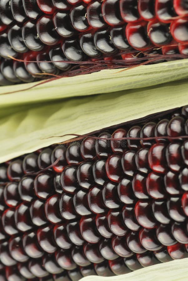 Harvested Corn in Red and Purple Stock Image - Image of october, indian ...
