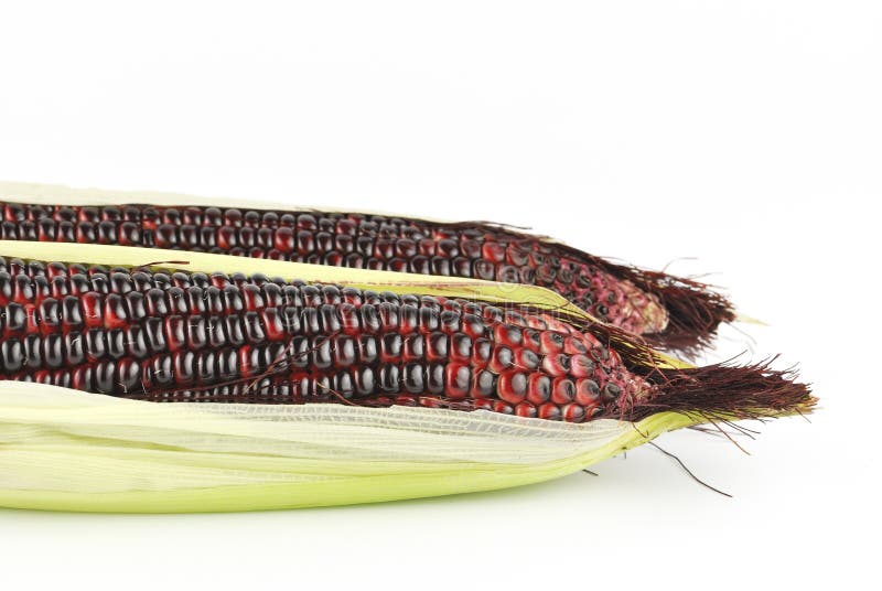 Harvested Corn in Red and Purple Colors Stock Photo - Image of kernel ...